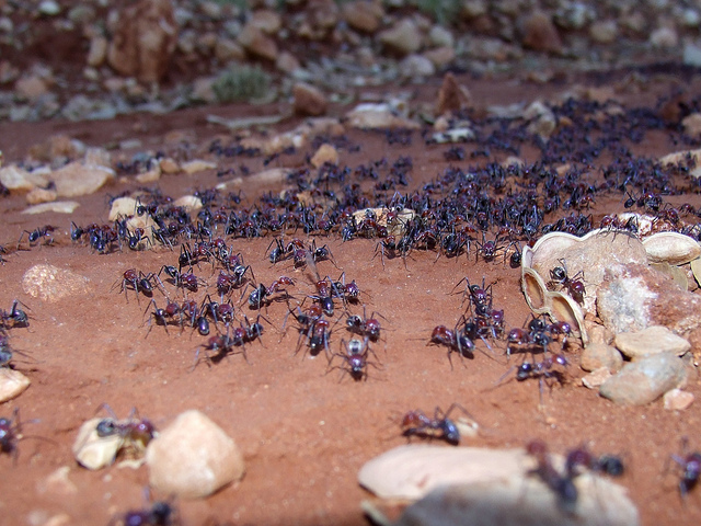 Interview with a social insect scientist: Tanya Latty | insectessociaux