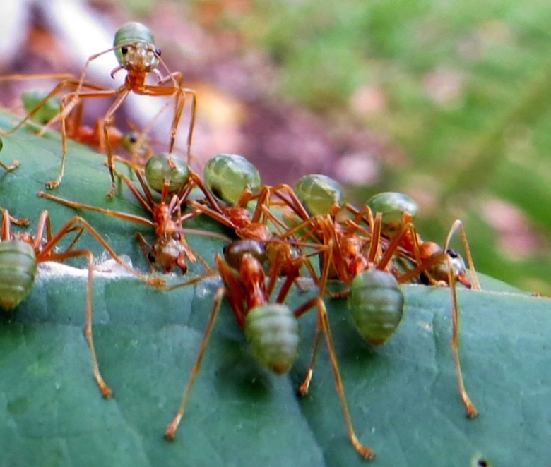 Interview with a social insect scientist: Franne Kamhi | insectessociaux