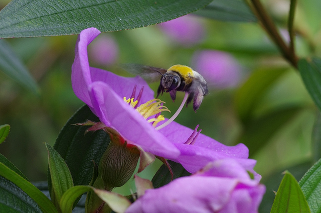 Interview with a social insect scientist: Katja Hogendoorn ...