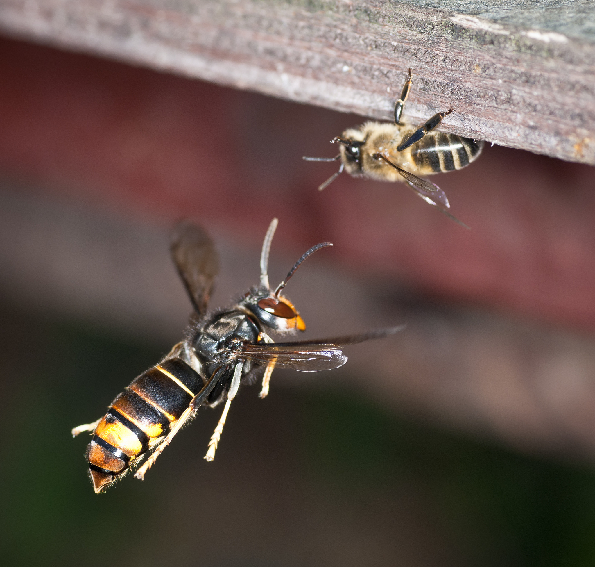 Invasive Social Wasps | insectessociaux