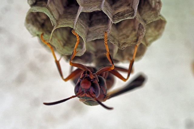 Interview with a social insect scientist: Mary Jane West-Eberhard ...