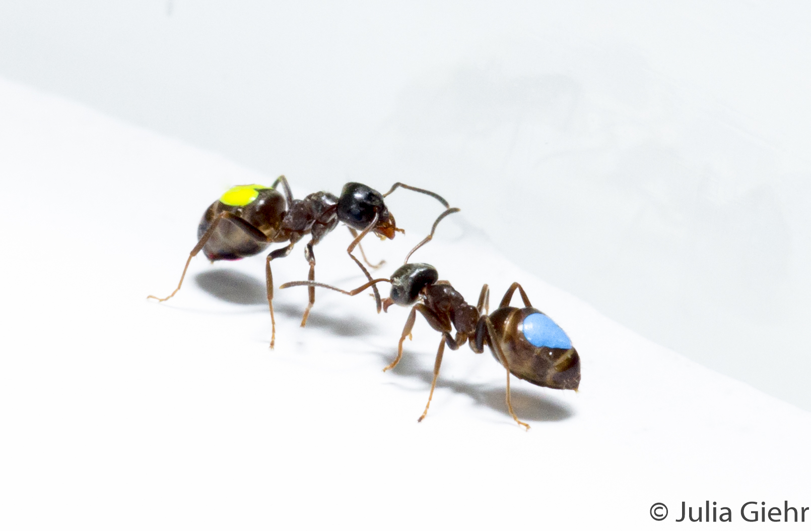 The curious case of antennating ants telling each other where to go ...