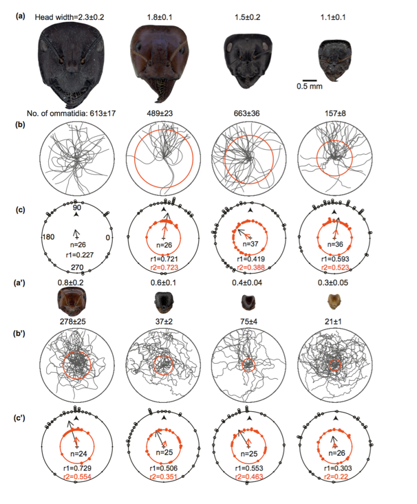 Does size matter when using celestial cues to navigate towards home ...
