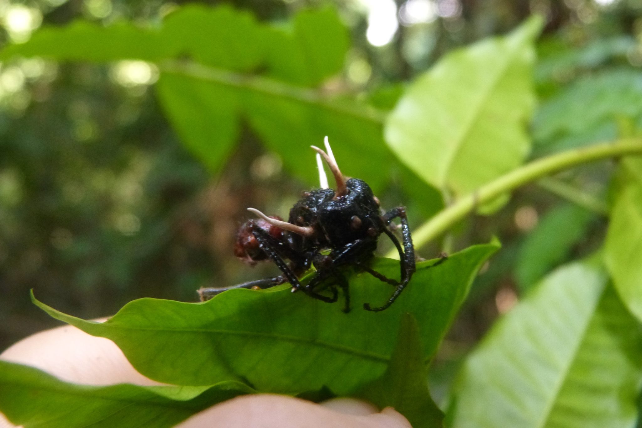 Interview with a social insect scientist: Joel Woon | insectessociaux