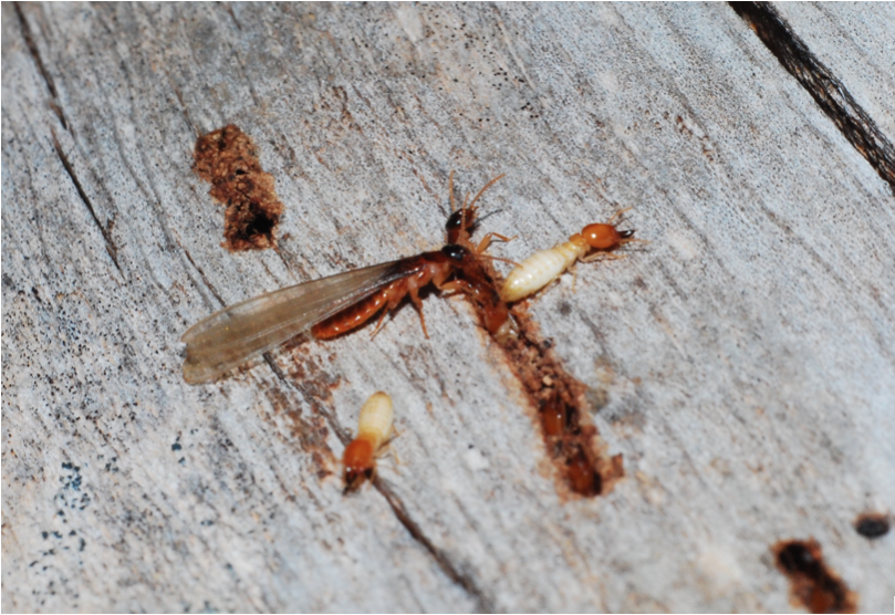 In termites, the evolution of alate body size caught between two ...
