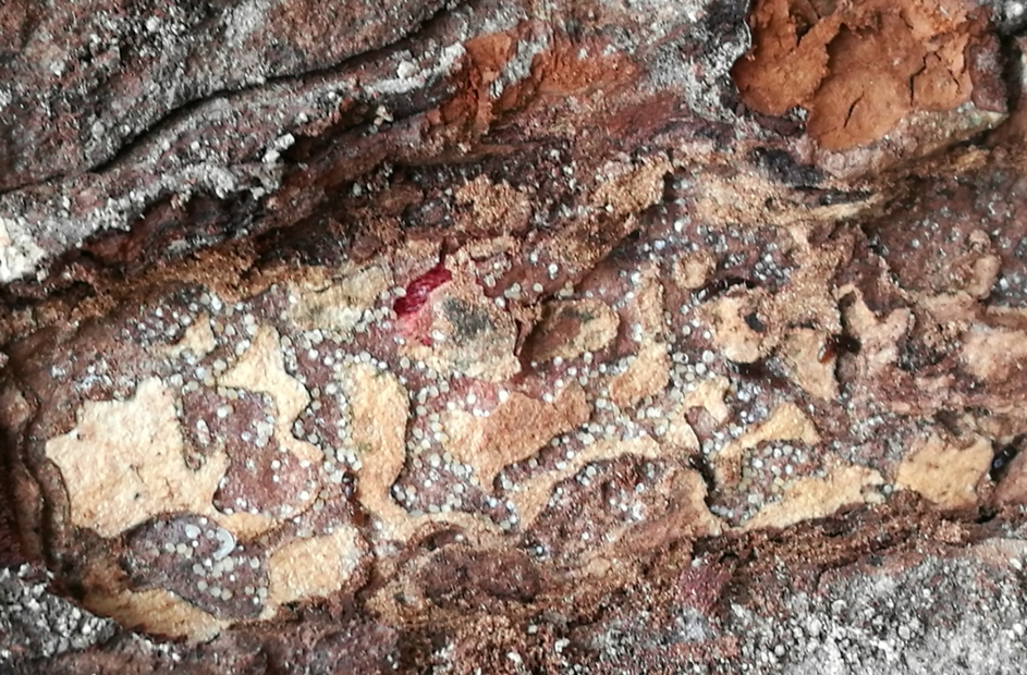 Rhopalomastix ants feed on diaspidid scale insects inside living trees ...