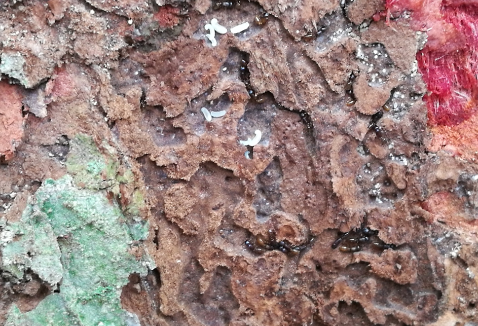 Rhopalomastix ants feed on diaspidid scale insects inside living trees ...