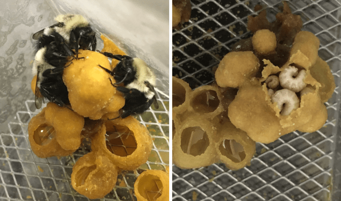 insectessociaux | Commentaries, thoughts and opinions about social insects